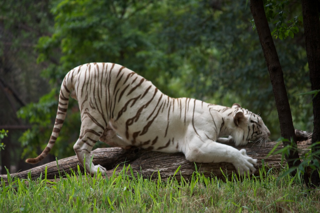 Pictures of White Tiger