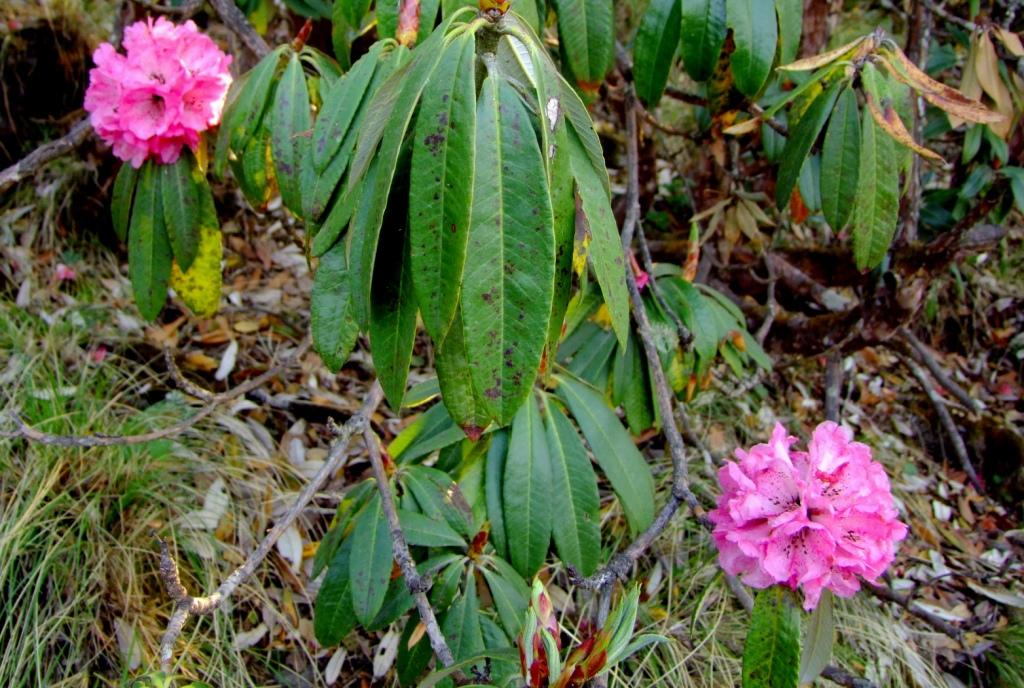 A Crimson Spring in Uttarakhand Himalayas Buransh Flowers